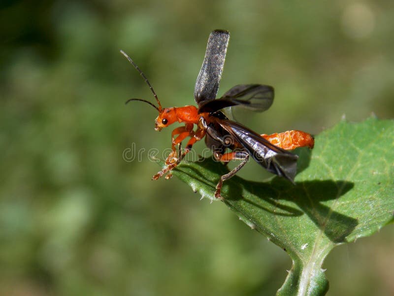 Beetle is trying to fly stock image. Image of nature - 116527999