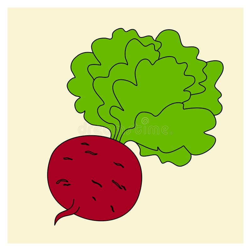 Large Root Vegetable Line Drawing Stock Vector - Illustration of ...