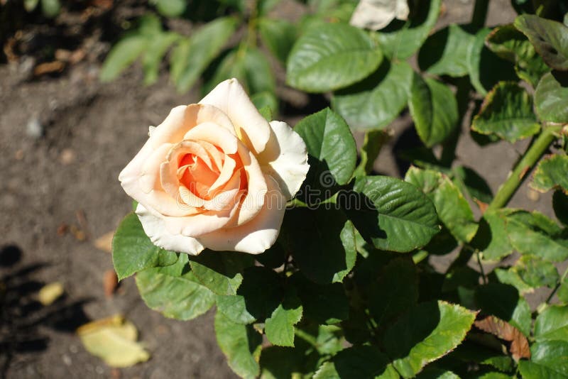 One Beige Flower of Rose in August Stock Image - Image of garden ...