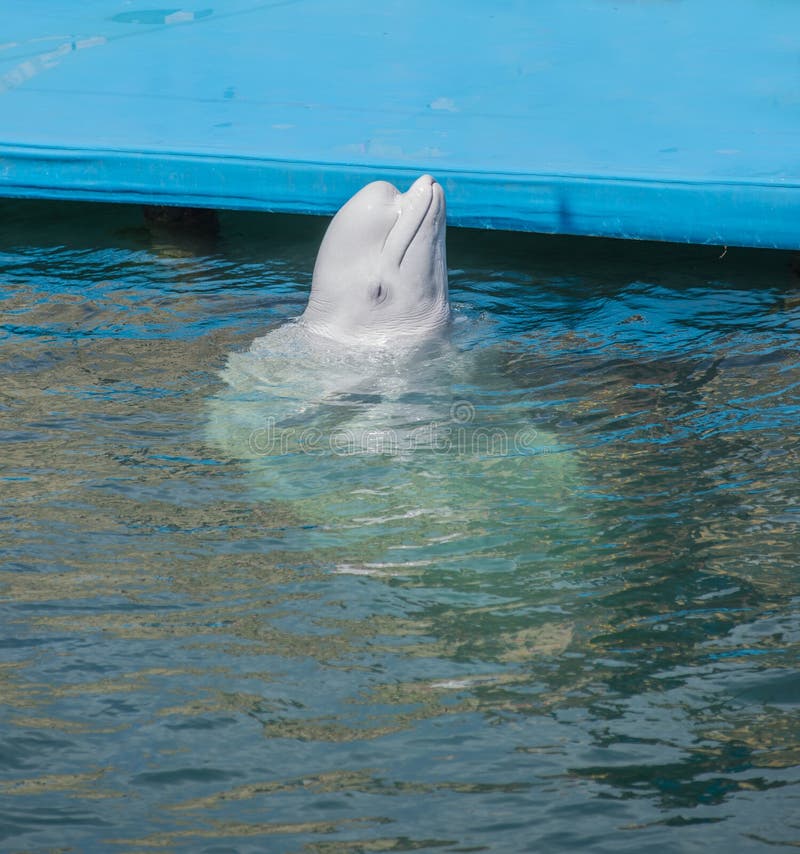 One Beluga Whale, White Whale in Water Stock Photo - Image of cheerful ...