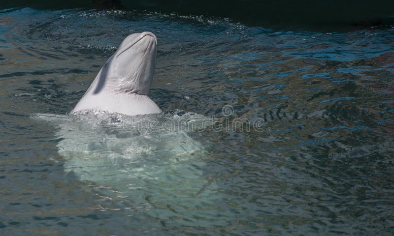 One Beluga Whale, White Whale in Water Stock Photo - Image of mammals ...