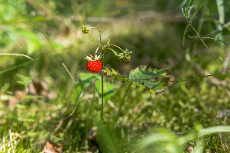 One Berry on a Bush. Wild Strawberries in the Grass Stock Image - Image ...