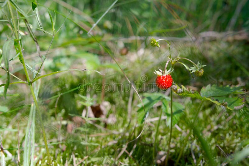 One Berry on a Bush. Wild Strawberries in the Grass Stock Image - Image ...