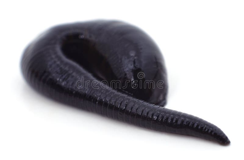 One big black leech stock photo. Image of bite, body - 219409000