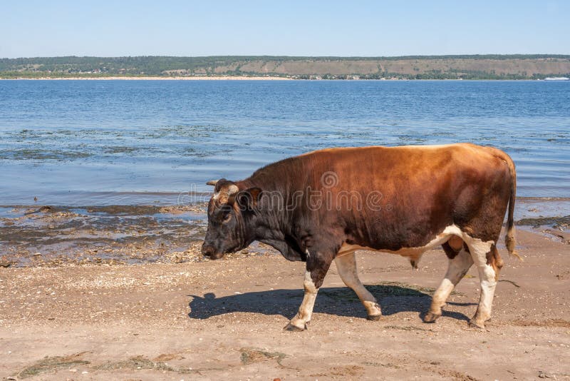One Big Brown Bull is Going on Shore of River. Stock Image - Image of ...