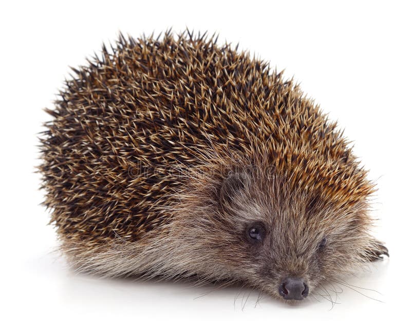One big brown hedgehog stock photo. Image of tranquil - 336604108