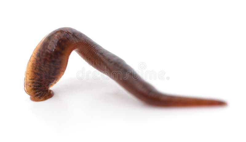 One big brown leech stock image. Image of macro, background - 261258499