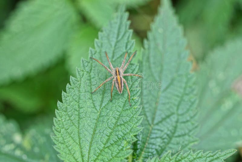 One Big Brown Spider Sits on a Green Leaf Stock Image - Image of ...
