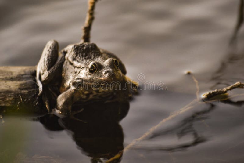One Big Brown Toad Sits on a Log in the Water of a Pond among Grass and ...