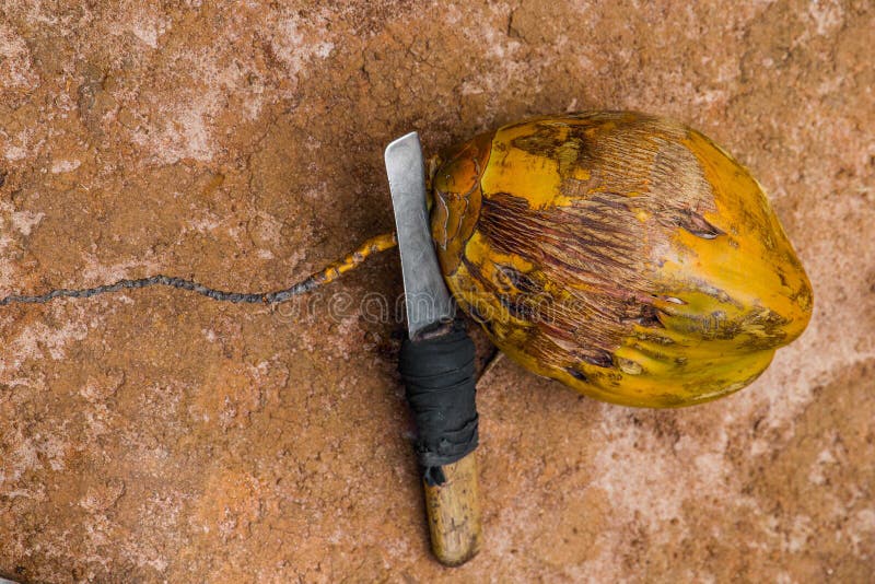 Coco Nut and Knife on the Earth Stock Image - Image of knife, earth ...
