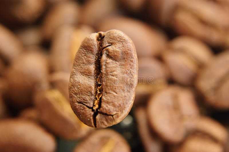 One Big Coffee Bean in Focus Stock Photo - Image of bean, morning: 10711942
