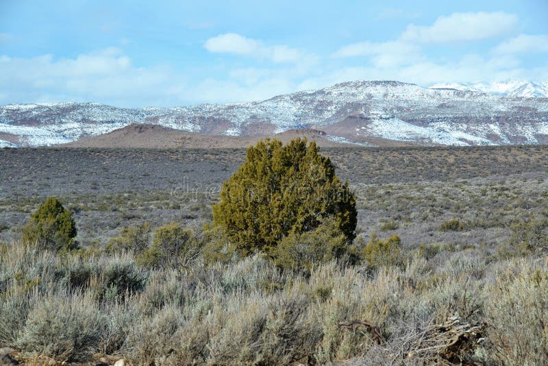 One Big Desert Bush stock image. Image of white, blue - 86397023