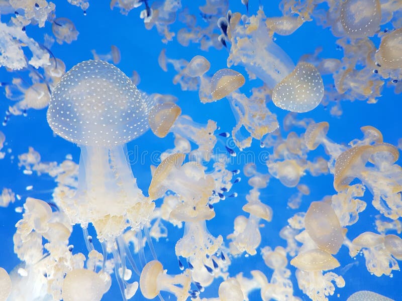 One Big Dotted Jelly Fish in a Group Stock Photo - Image of jellies ...