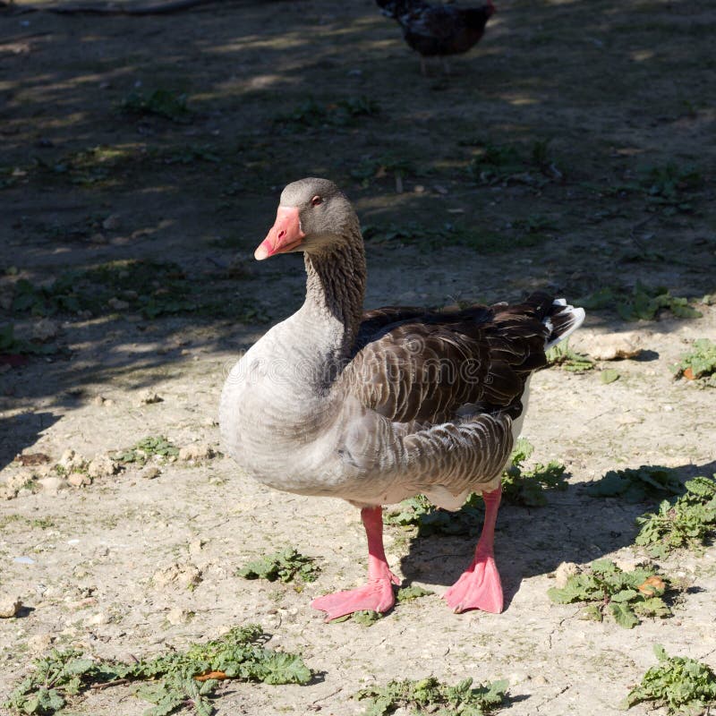 One big duck stock photo. Image of food, meal, agricultural - 30505272