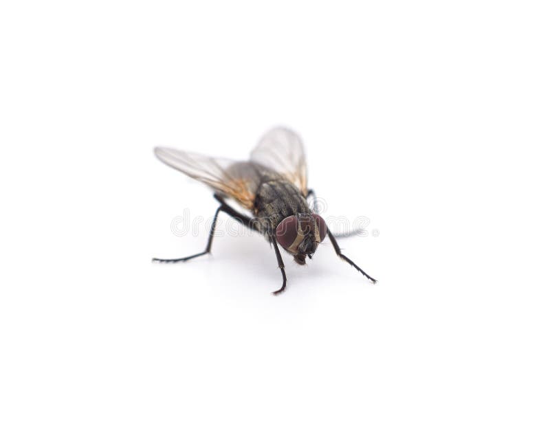 One big fly stock photo. Image of gadfly, ugly, dirty - 271770526