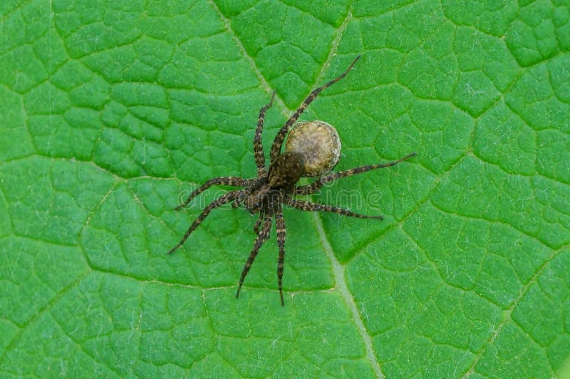 The Gray Spider is Sitting on the Surface and the Light is Shining on ...