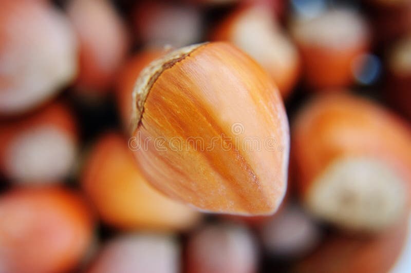One big hazelnut stock photo. Image of hard, natural - 10835074
