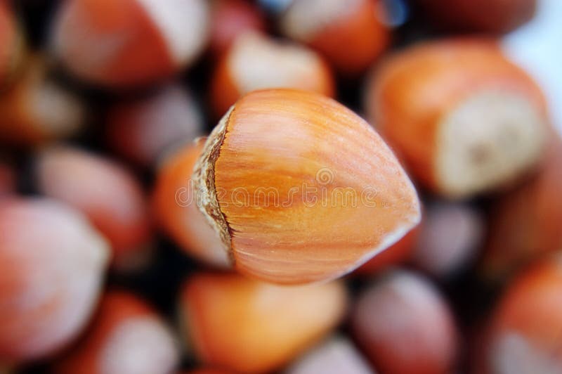 One big hazelnut stock photo. Image of hard, natural - 10835074