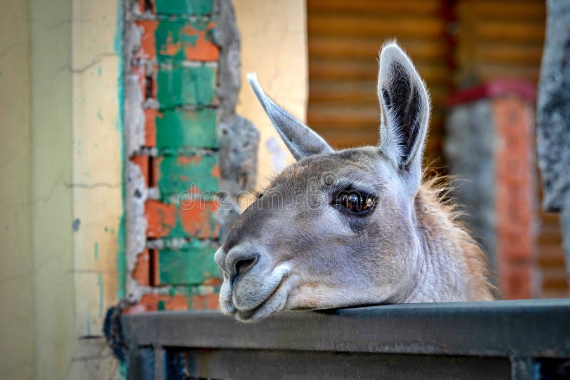 One head of a lama closeup stock image. Image of blank - 124694135