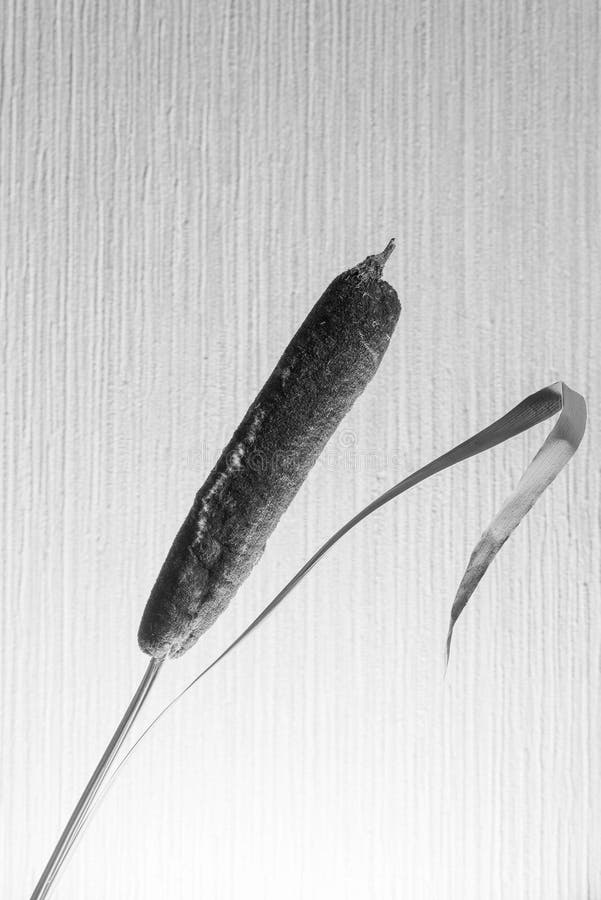 4,262 Big Cane Photos - Free & Royalty-Free Stock Photos from Dreamstime