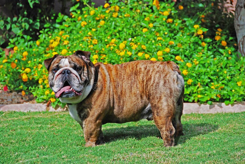 One Big Male Bulldog stock image. Image of brindle, bull - 23843039