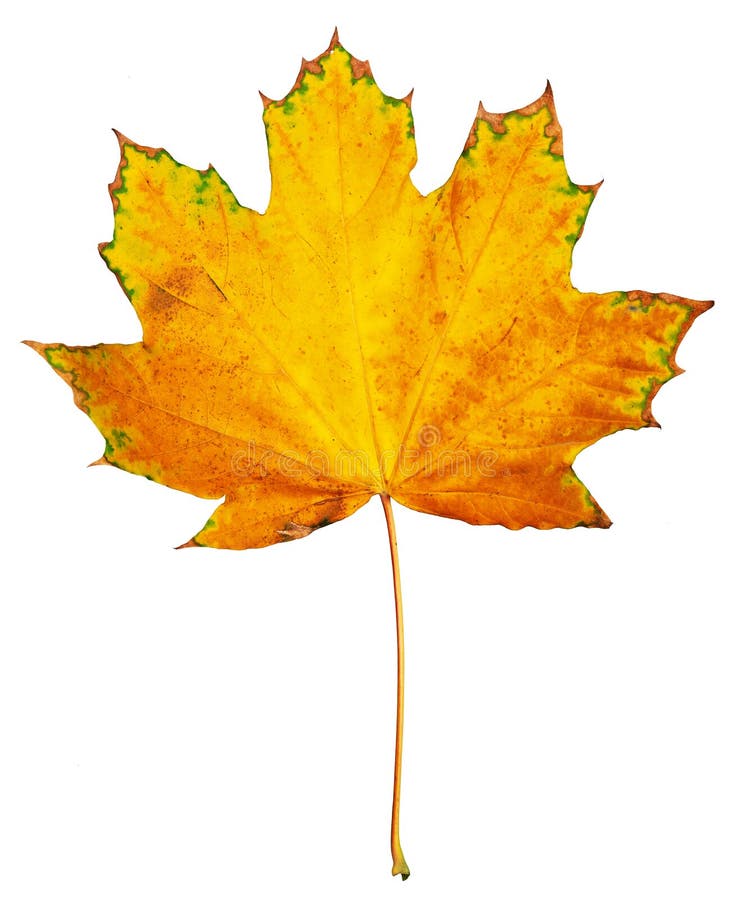 One Big Maple Autumn Leaf, Object on White Stock Image - Image of ...