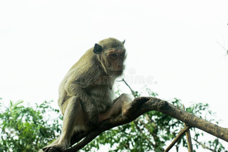 One Big Monkey Sitting in a Tree in the Forest, Stock Photo - Image of ...