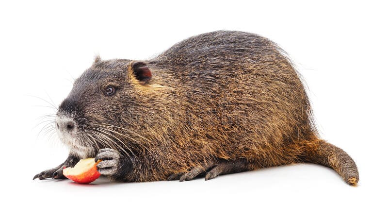 One big nutria. stock photo. Image of mammals, young - 111417422