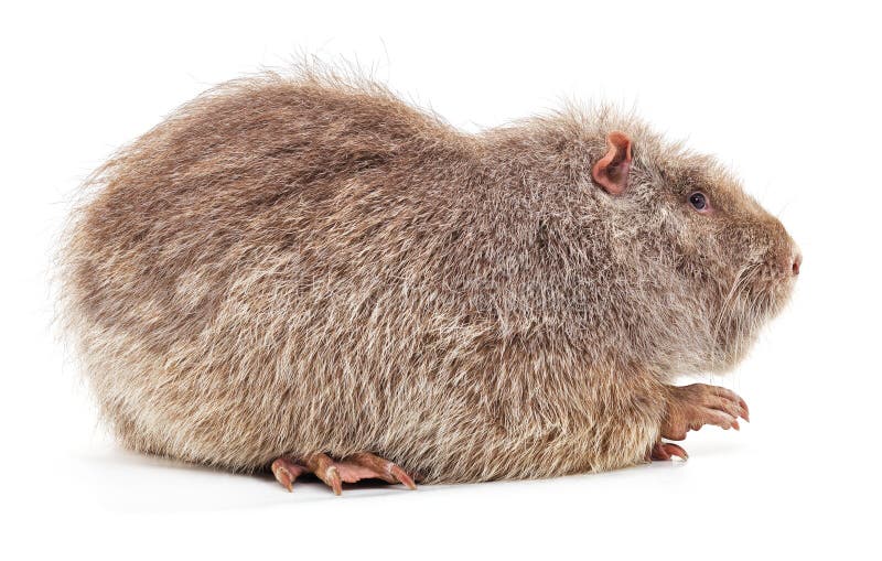 One big nutria stock image. Image of meat, closeup, food - 161100259