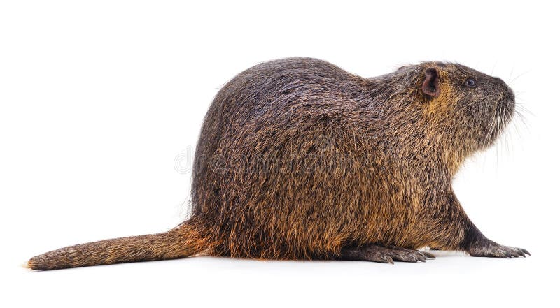 425 Nutria Isolated Stock Photos - Free & Royalty-Free Stock Photos ...