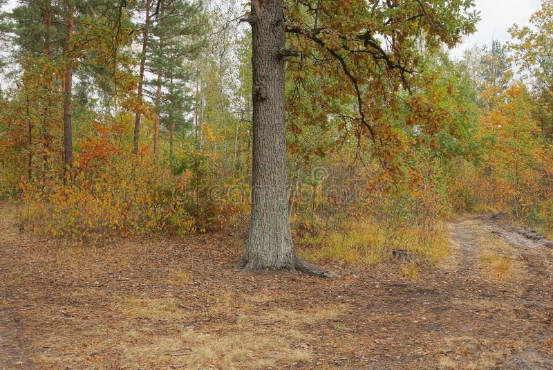 Big Oak Tree in the Autumn Forest Stock Photo - Image of scene, fallen ...