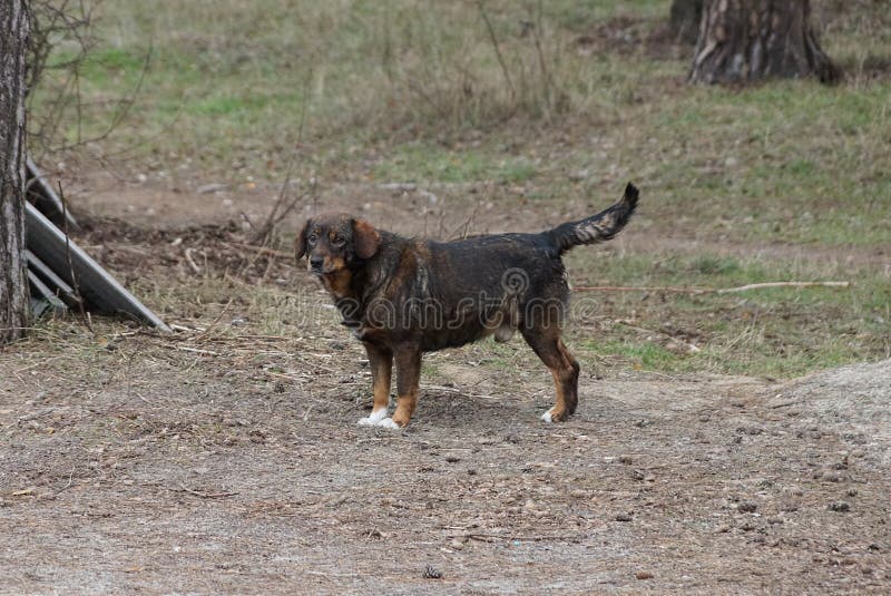 One Big Old Brown Dog Standing in the Ground Stock Photo - Image of ...