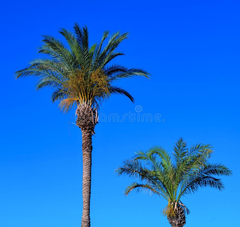 Two fluffy palm trees stock image. Image of trunk, high - 100532213