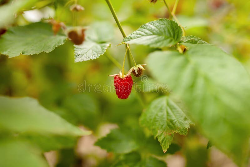 One Big Raspberry Berry on a Bush. Juicy Berry Stock Image - Image of ...