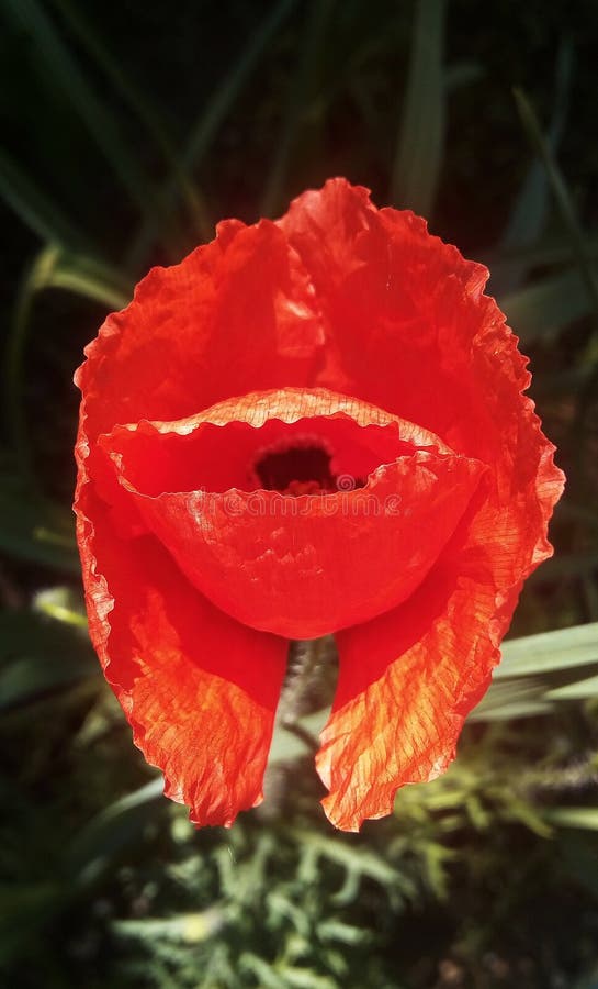One big red poppy close-up stock image. Image of flower - 219957271