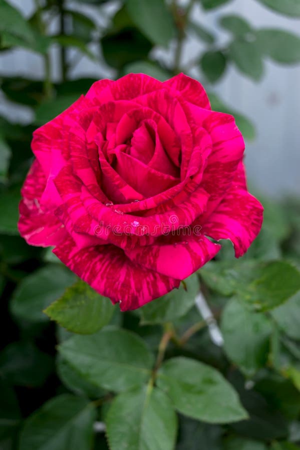 One Big Red Rose Against in the Garden. Stock Photo - Image of holiday ...