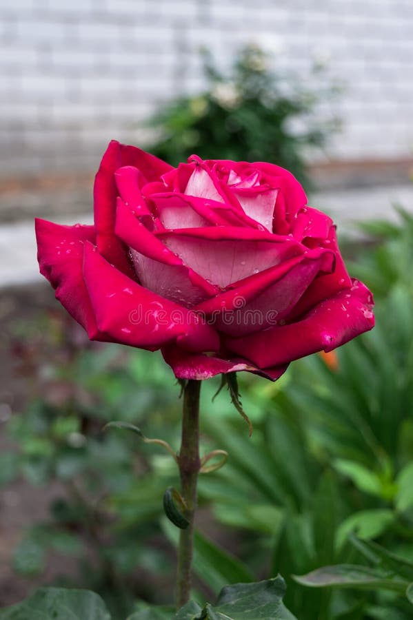 One Big Red Rose Against in the Garden. Stock Image - Image of love ...