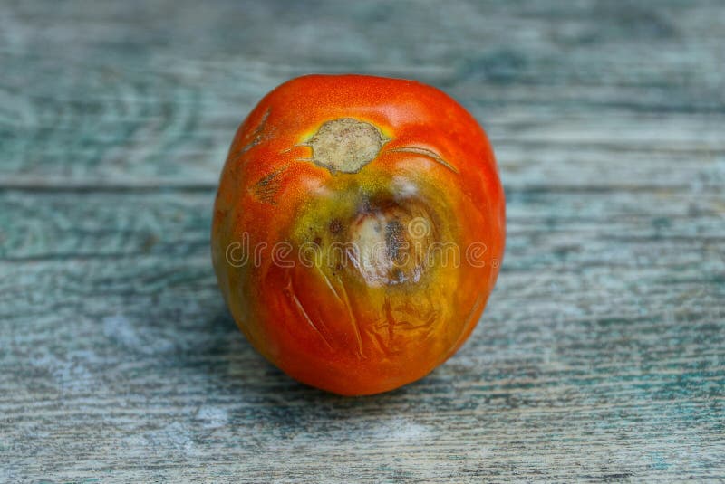 One Red Rotten Tomato on a Gray Table Stock Photo - Image of mold ...