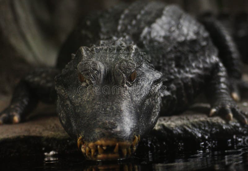 Face Predatore Stock Photos - Free & Royalty-Free Stock Photos from ...