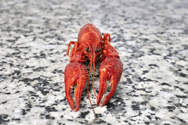 One Big River Crayfish on Grey Worktop Stock Image - Image of cooked ...