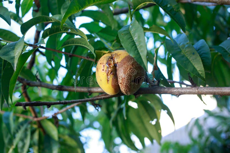 Rotten peach on a branch stock image. Image of background - 270476569