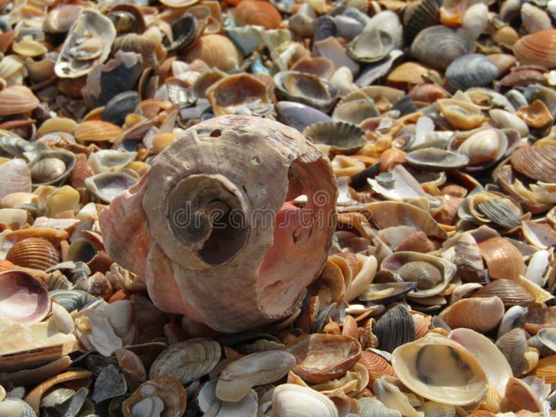 One Big Seashell and More Small Shells Stock Photo - Image of seashells ...