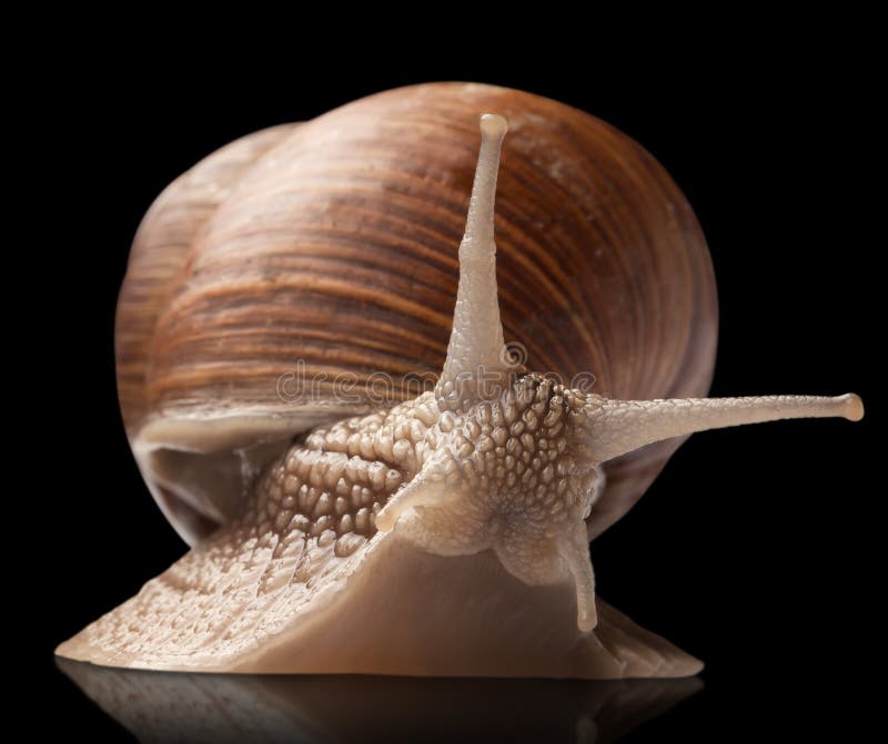 One big snail stock image. Image of house, parasite - 189911357