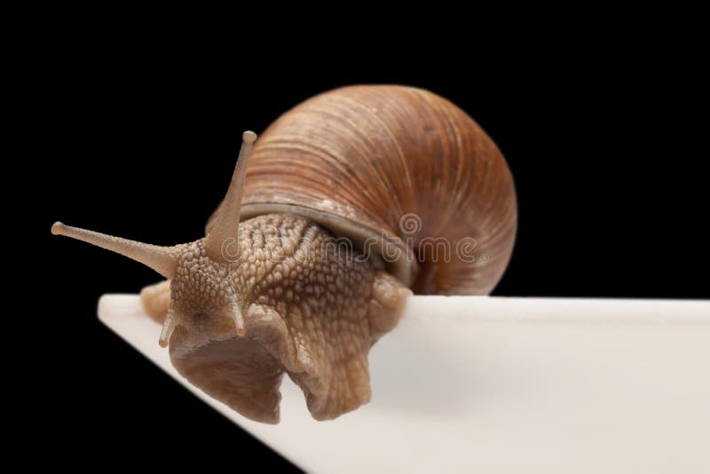 One big snail stock photo. Image of invertebrate, insect - 60001682