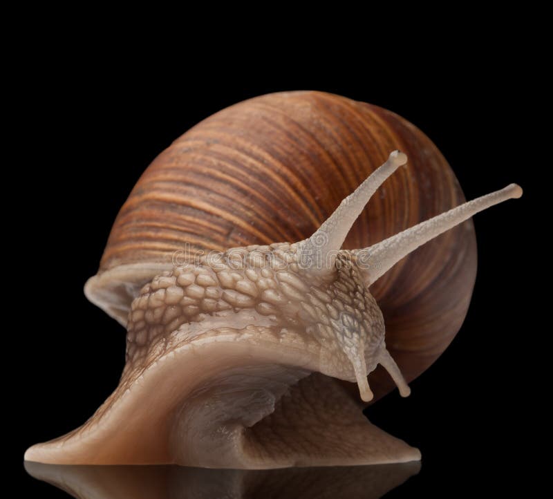 One big snail stock photo. Image of crawls, slides, parasite - 60001780