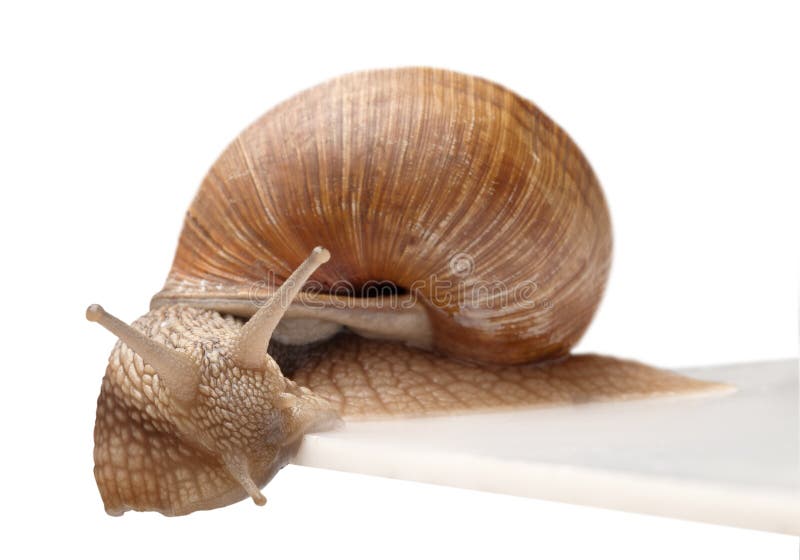 One big snail stock photo. Image of slime, gastropod - 195589688