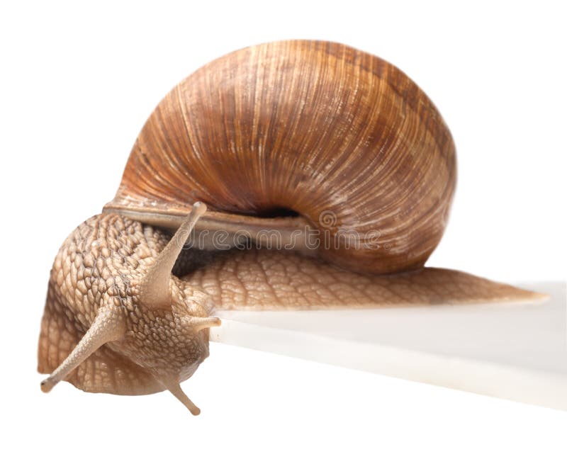 One big snail stock image. Image of slowness, gummy, insect - 60001789