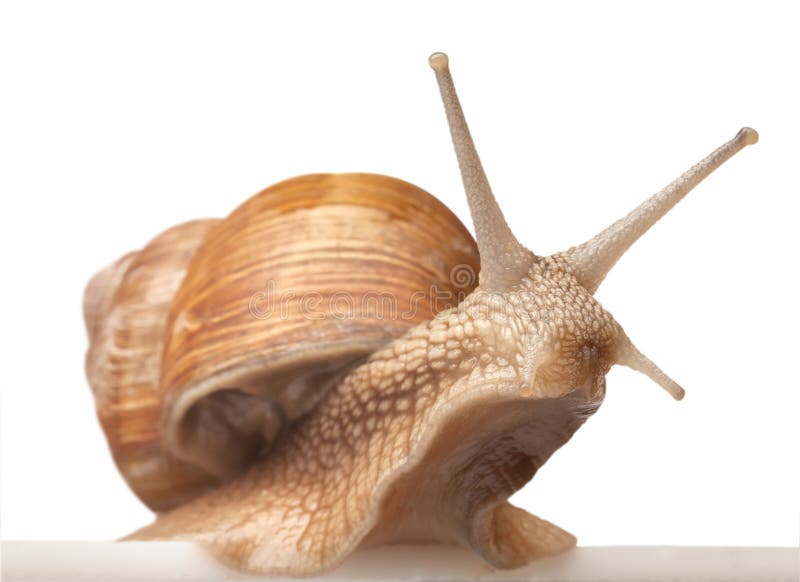 One big snail stock photo. Image of movement, molluscs - 60001754