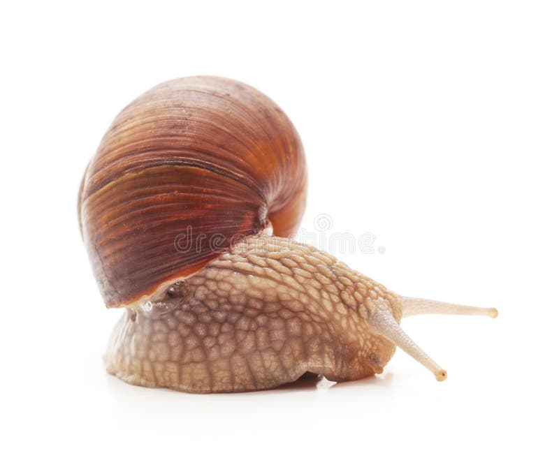 Snail without shell stock photo. Image of little, invertebrate - 167978402