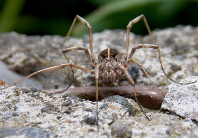 Big spider on concrete stock image. Image of concrete - 118094545
